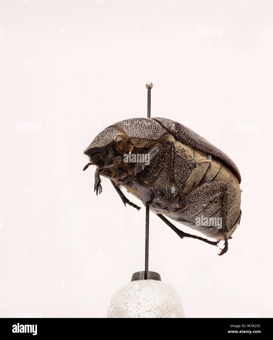 Leucopholis irrorata (Zoosphere 67 009 Stock Photo - Alamy