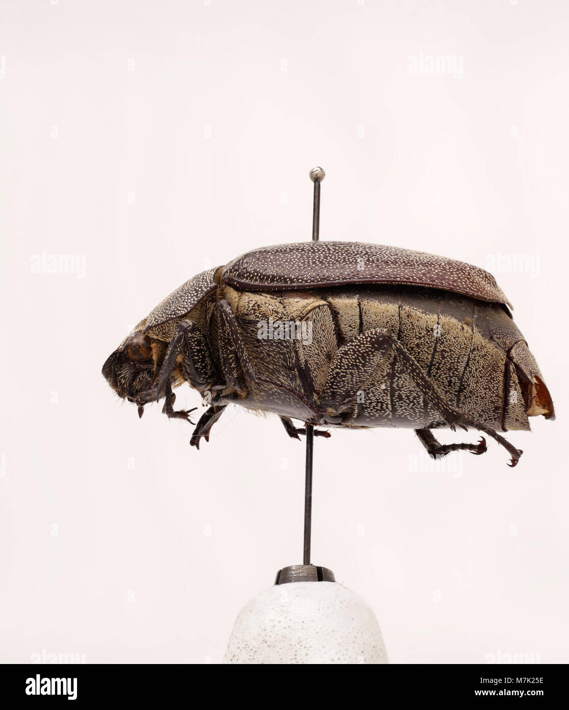 The species Leucopholis irrorata, depicted in the Zoosphere 67 011, a ...