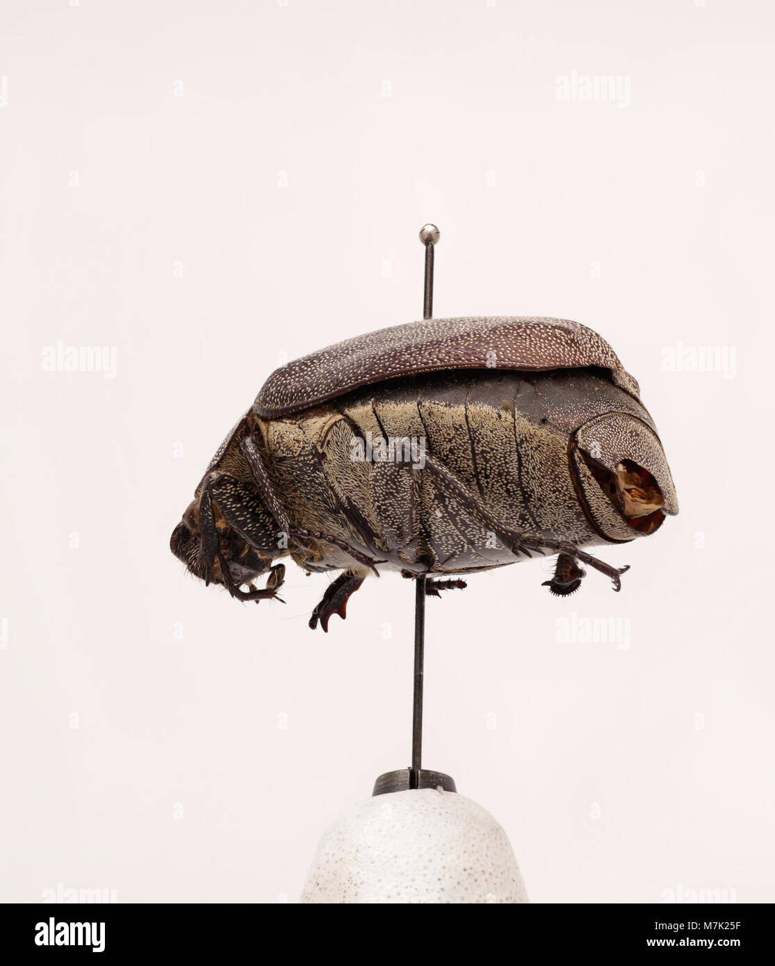 A detailed image of the species *Leucopholis irrorata*, captured in the ...