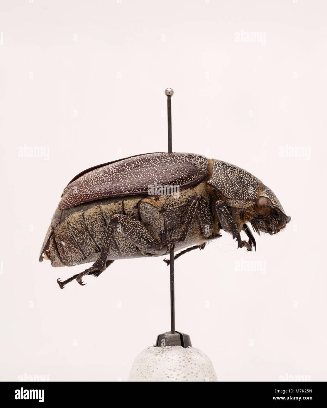 Leucopholis irrorata (Zoosphere 67 017 Stock Photo - Alamy