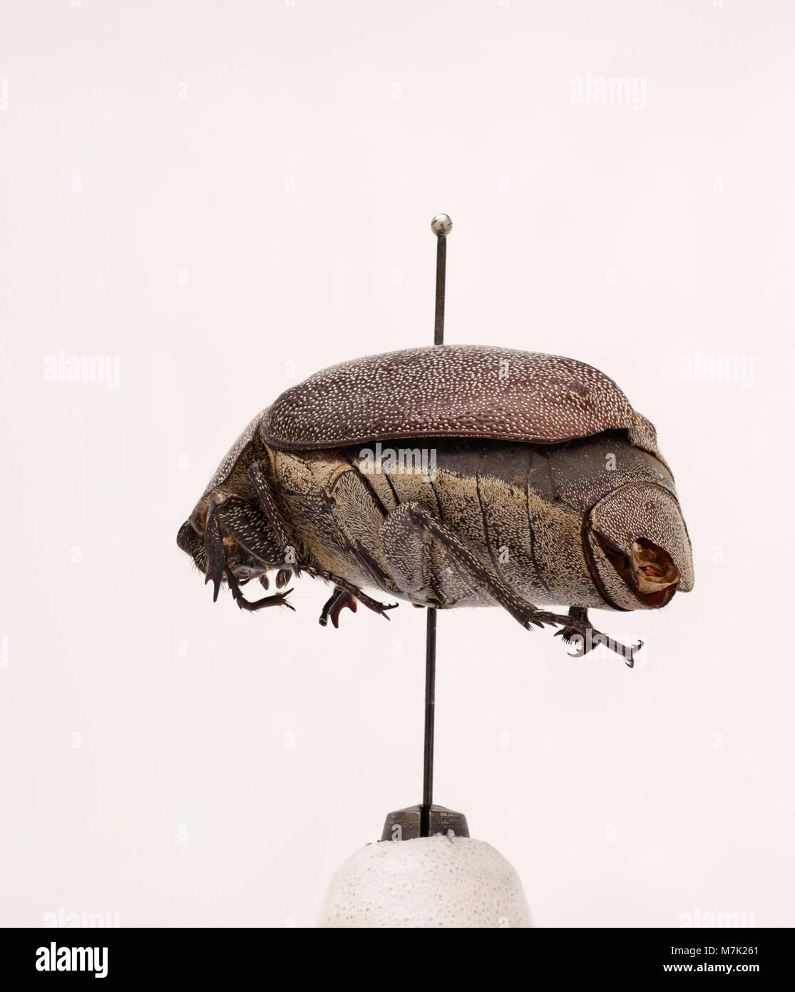 A scientific image of the beetle species Leucopholis irrorata, captured ...