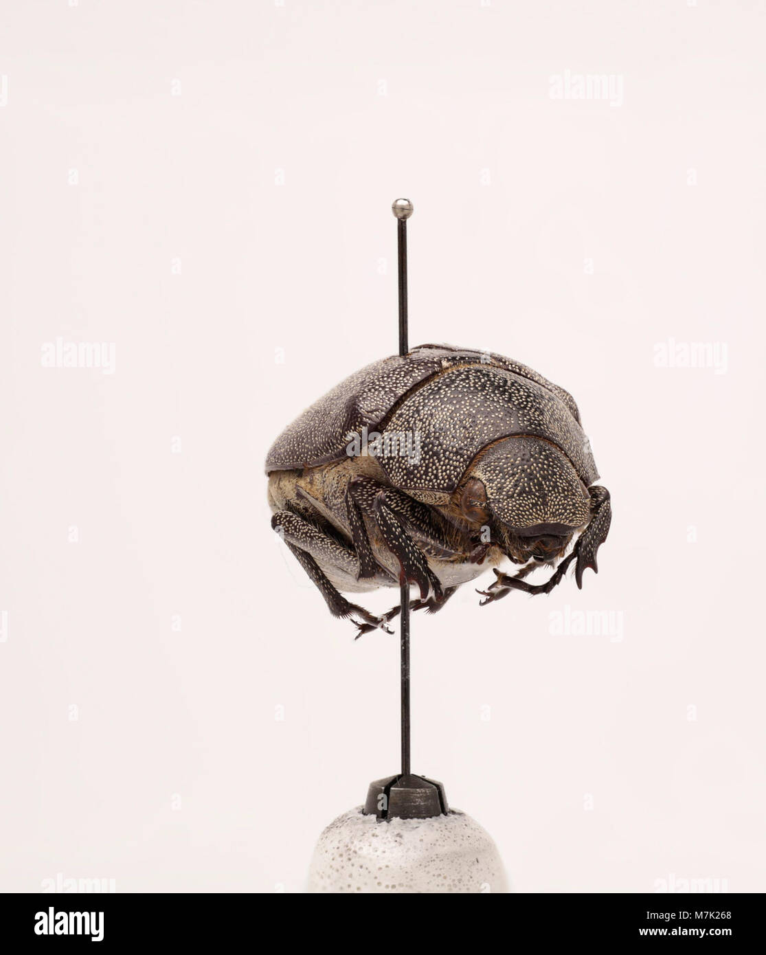 Leucopholis irrorata (Zoosphere 67 031 Stock Photo - Alamy