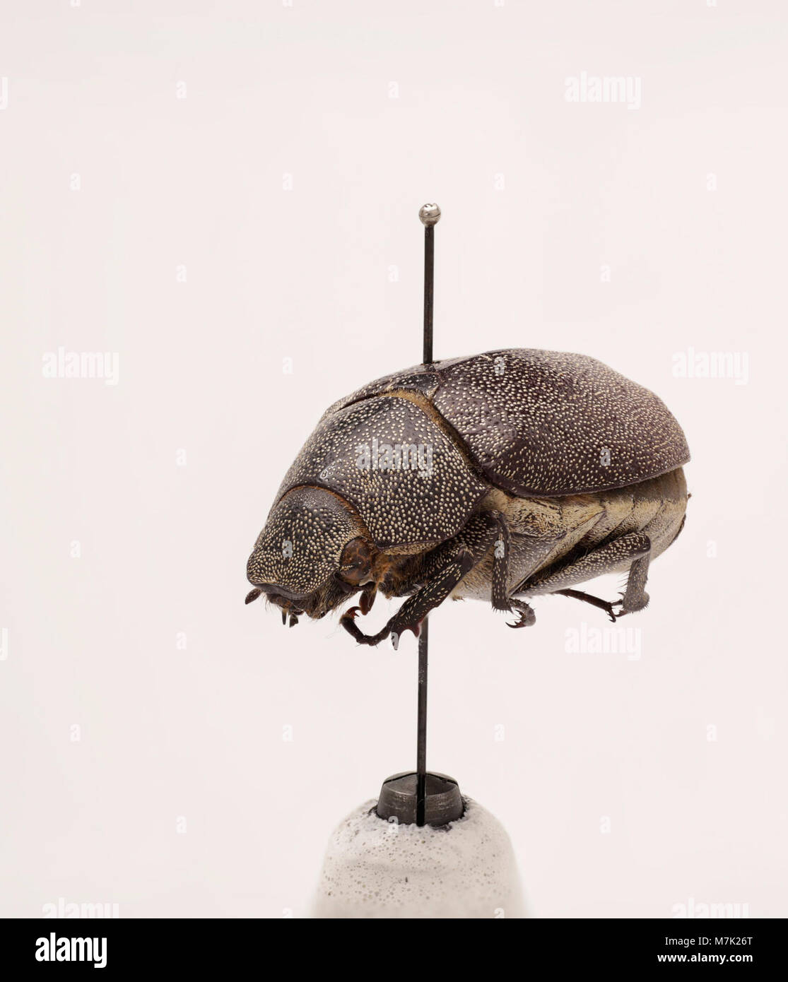 Leucopholis irrorata (Zoosphere 67 045 Stock Photo - Alamy