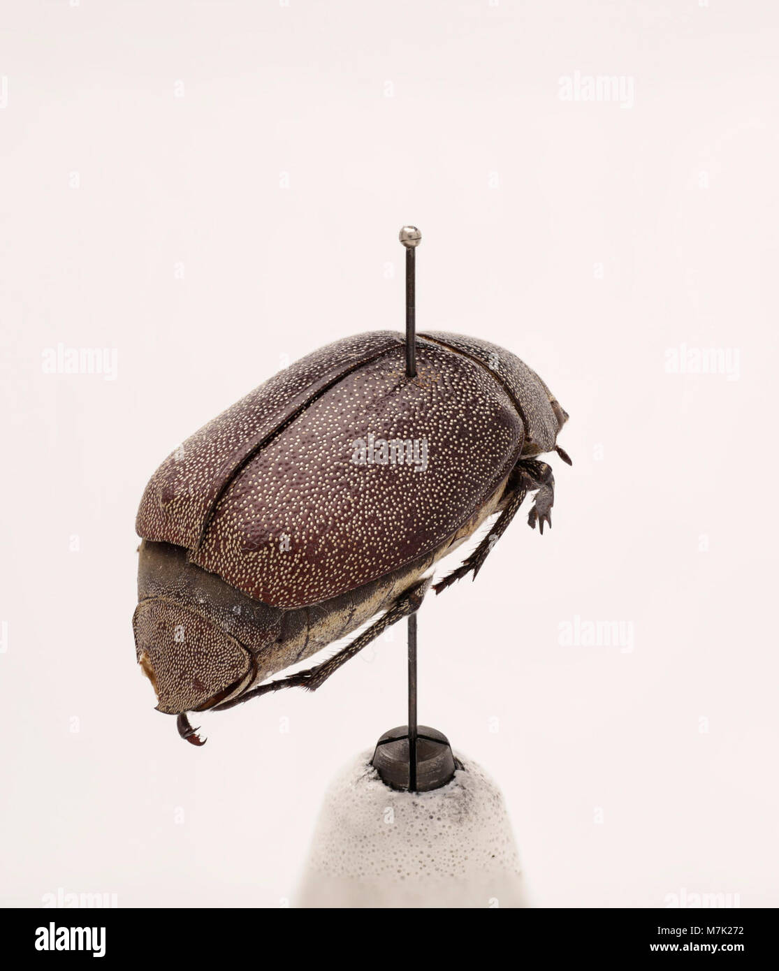 Leucopholis irrorata (Zoosphere 67 051 Stock Photo - Alamy