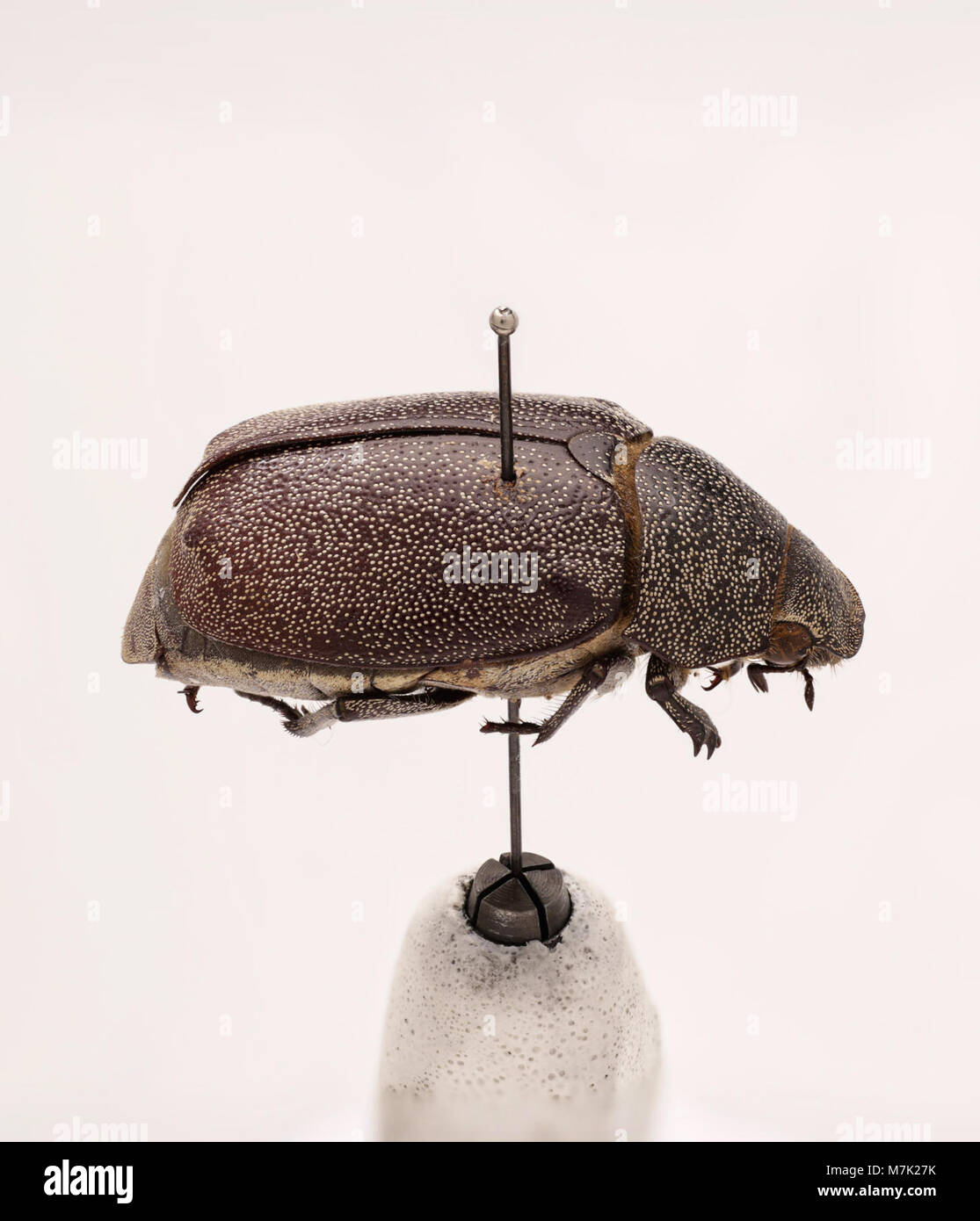 Leucopholis irrorata (Zoosphere 67 065 Stock Photo - Alamy