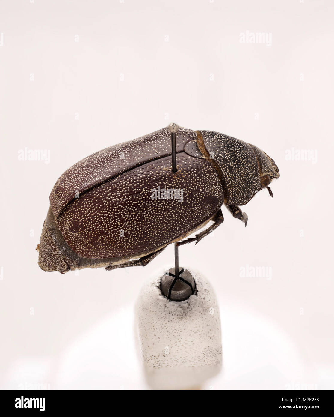 Leucopholis irrorata (Zoosphere 67 076 Stock Photo - Alamy
