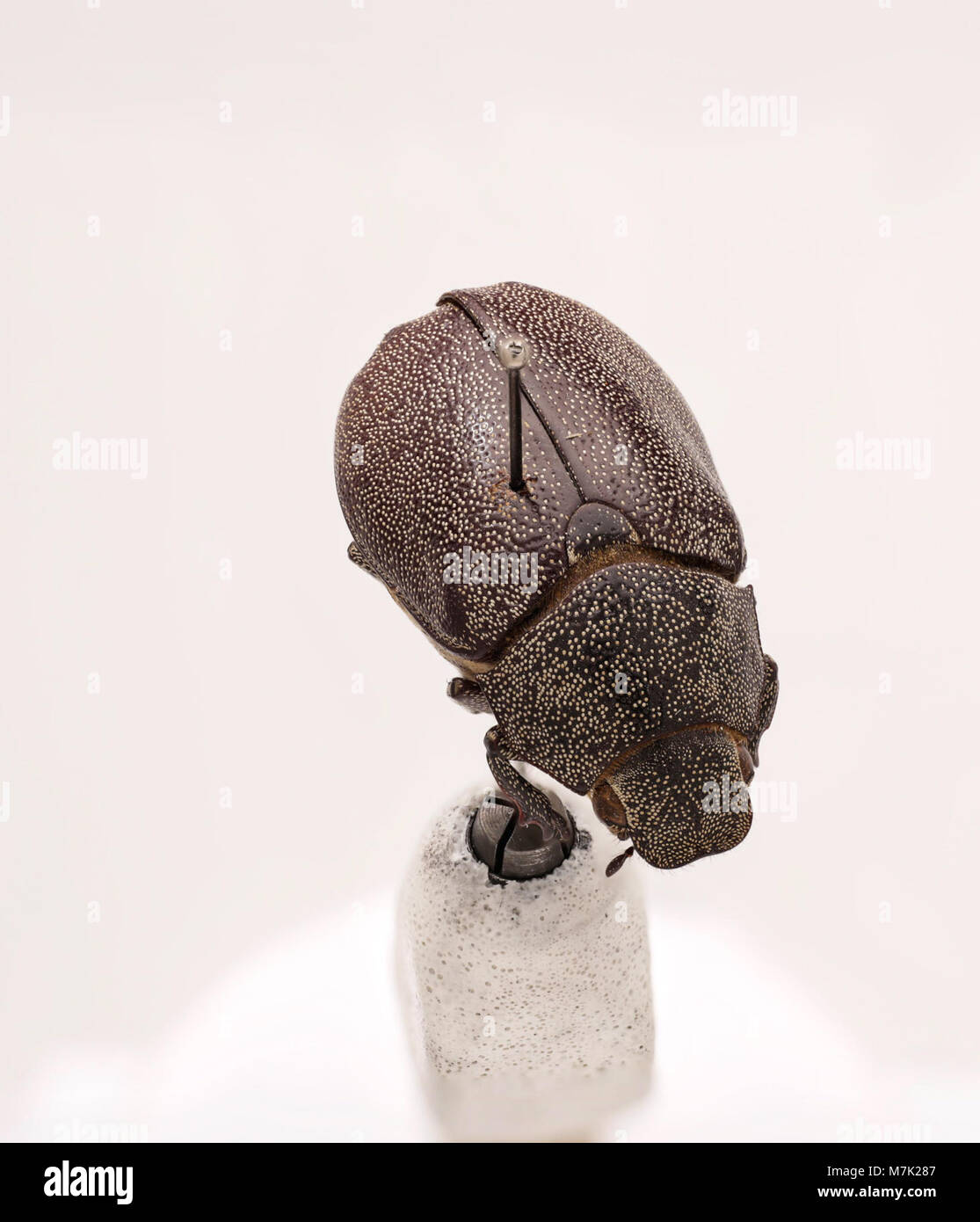 Leucopholis irrorata (Zoosphere 67 079 Stock Photo - Alamy