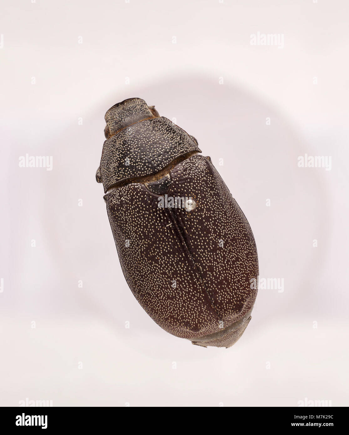 A detailed image of Leucopholis irrorata, a species from the Zoosphere ...