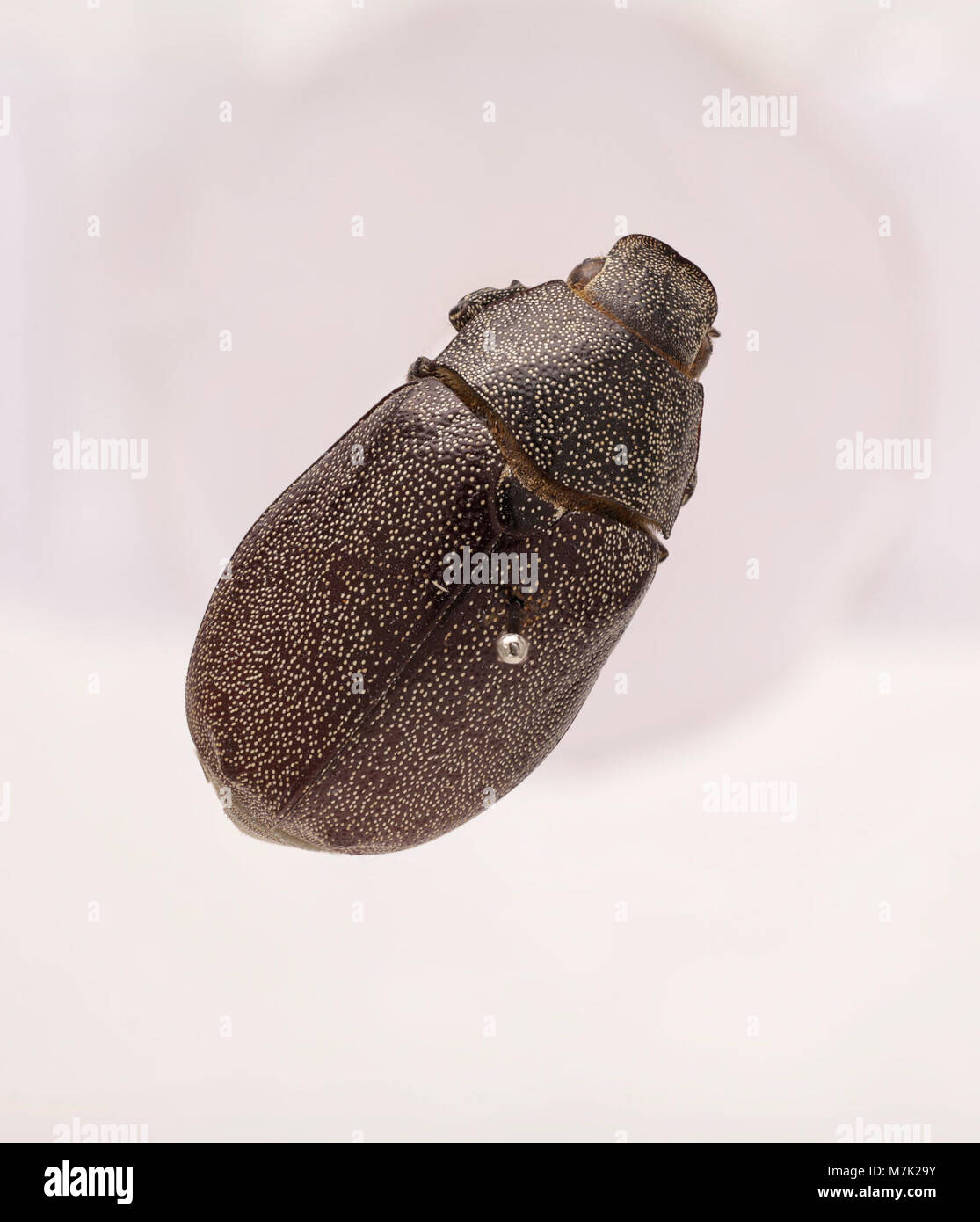 A detailed image of the insect species Leucopholis irrorata, displaying ...