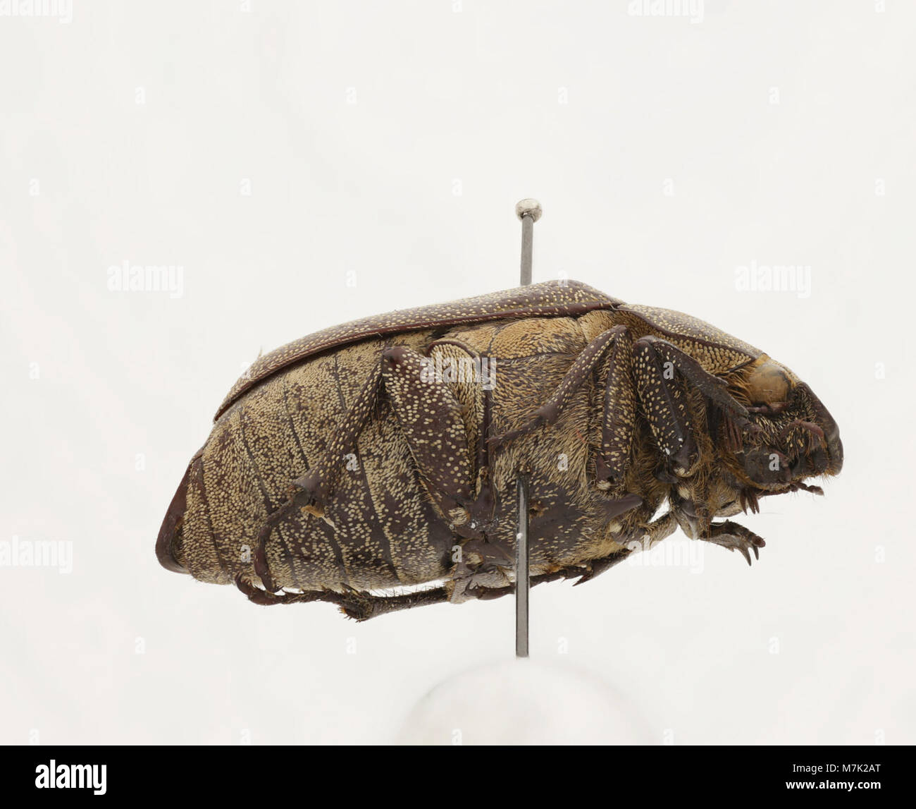 An image of Leucopholis irrorata, another specimen from the Zoosphere ...