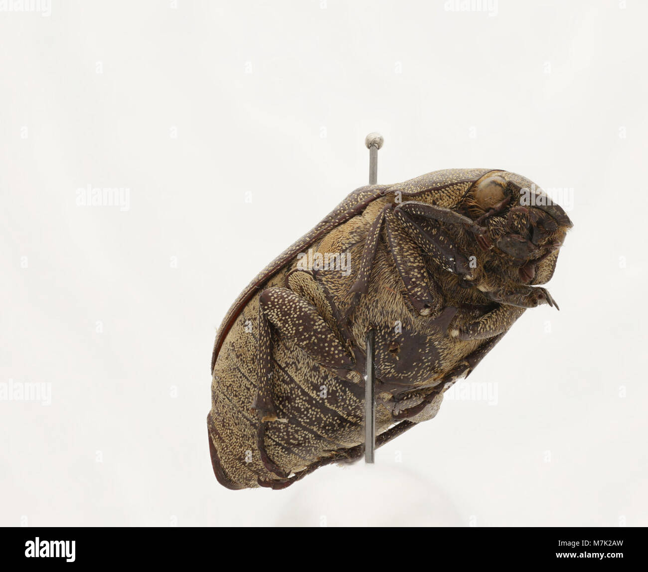 An image of Leucopholis irrorata, a species of beetle, highlighting its ...