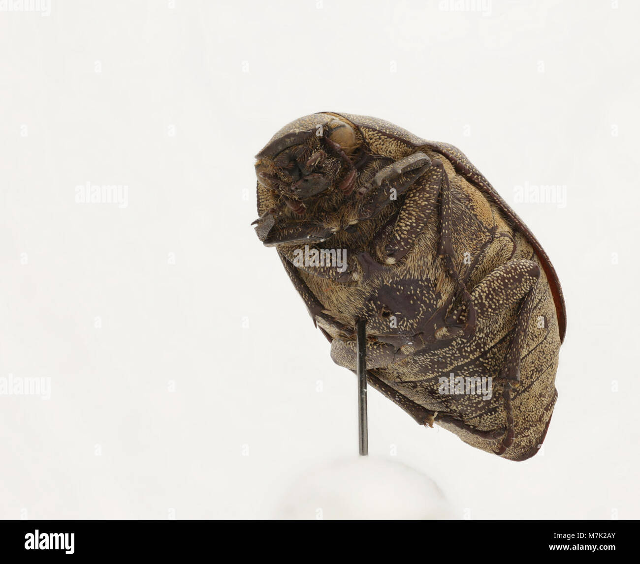 Leucopholis irrorata is a species of beetle found in various ecosystems ...