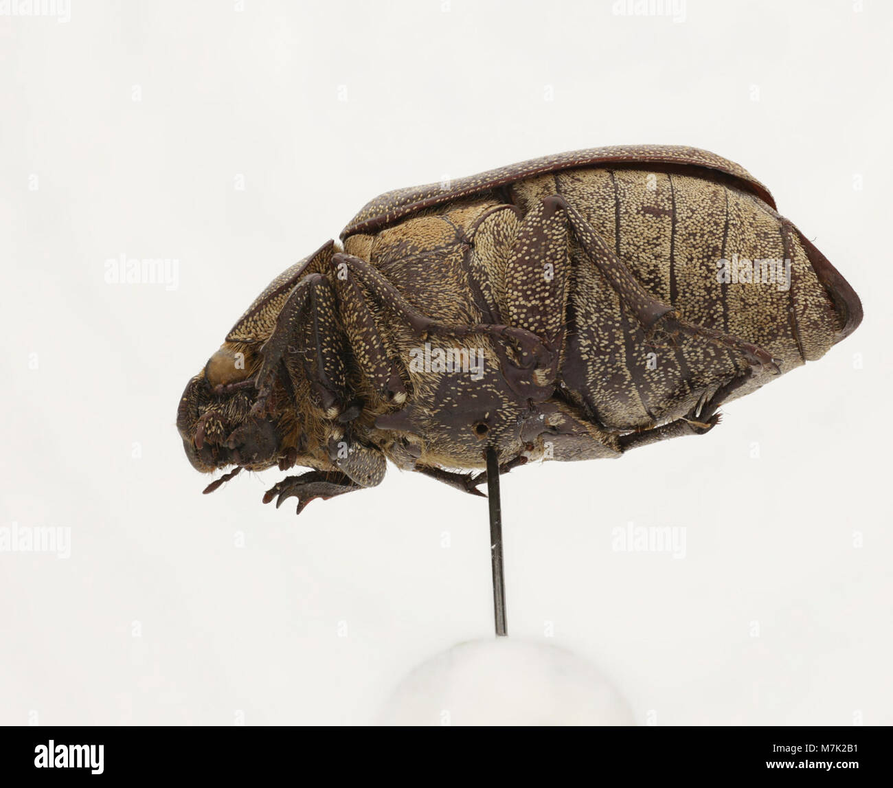 Leucopholis irrorata is a species of beetle known for its distinctive ...