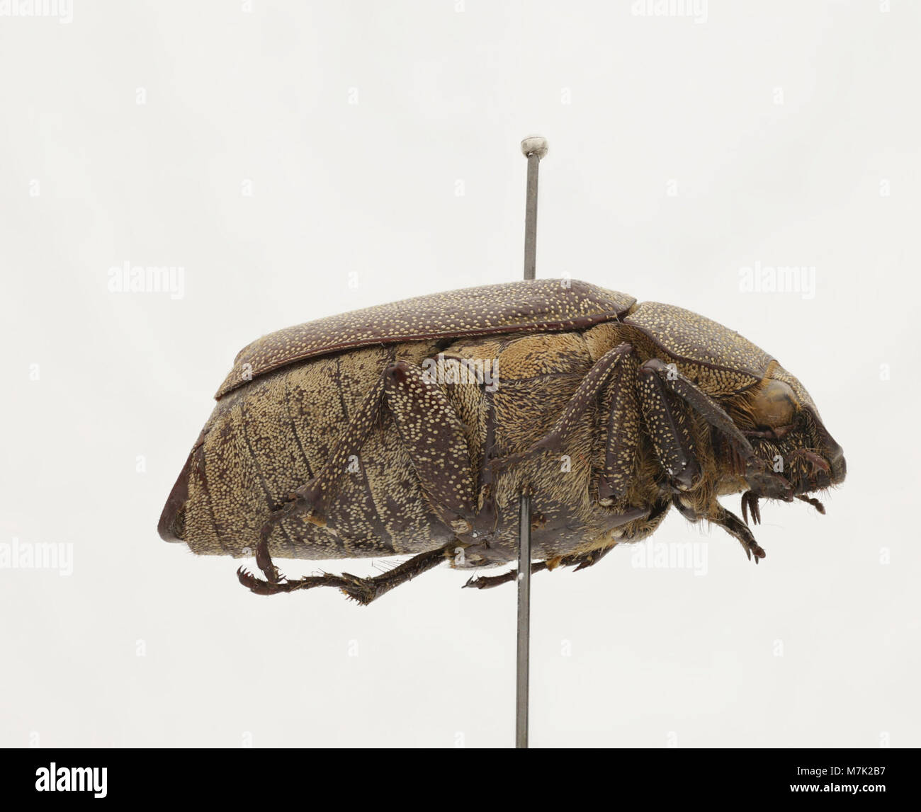 An image of Leucopholis irrorata, a species of beetle, highlighting its ...