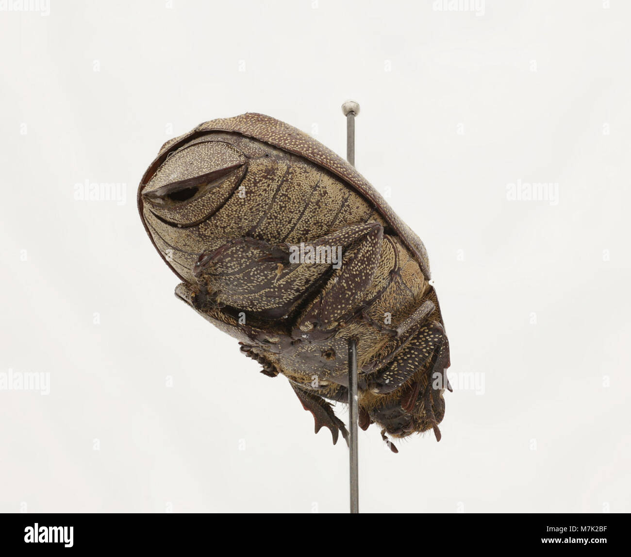 A scientific illustration of the insect species Leucopholis irrorata ...