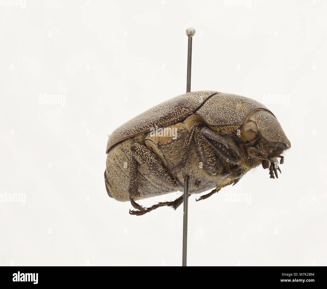 The Leucopholis irrorata beetle is shown in this image, offering a ...