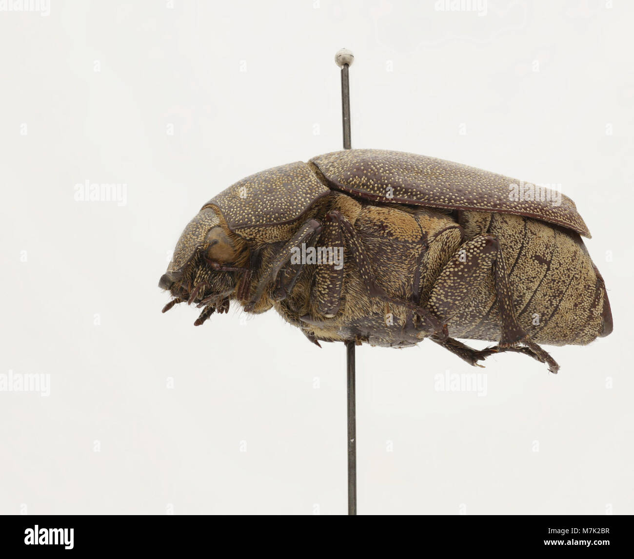 Leucopholis irrorata (Zoosphere 76 025 Stock Photo - Alamy