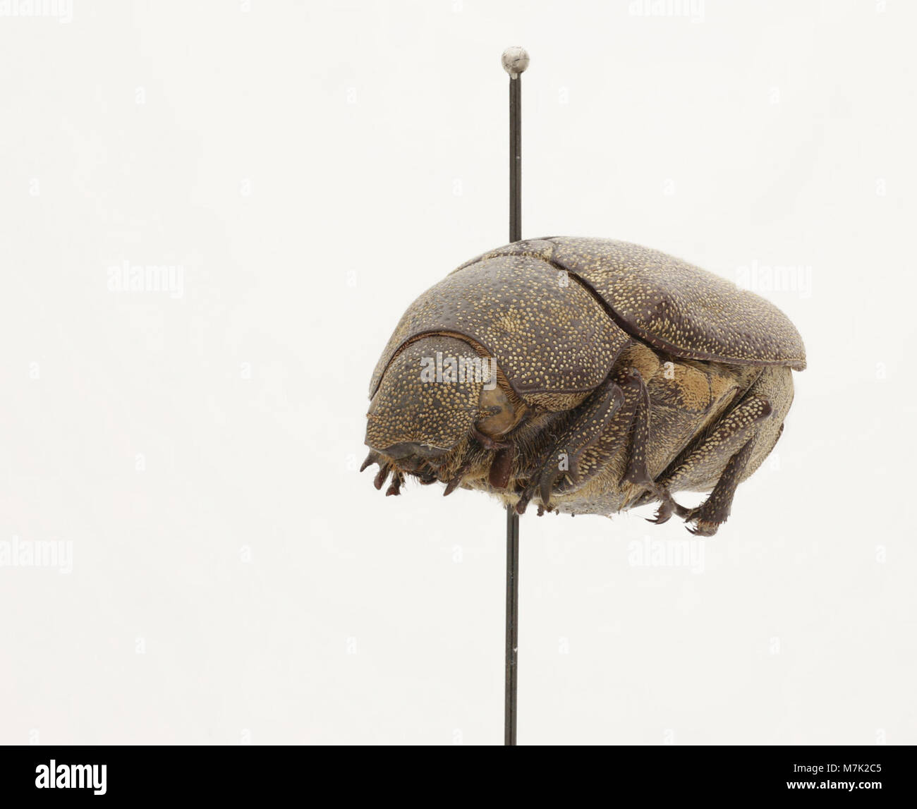 Leucopholis irrorata (Zoosphere 76 034 Stock Photo - Alamy