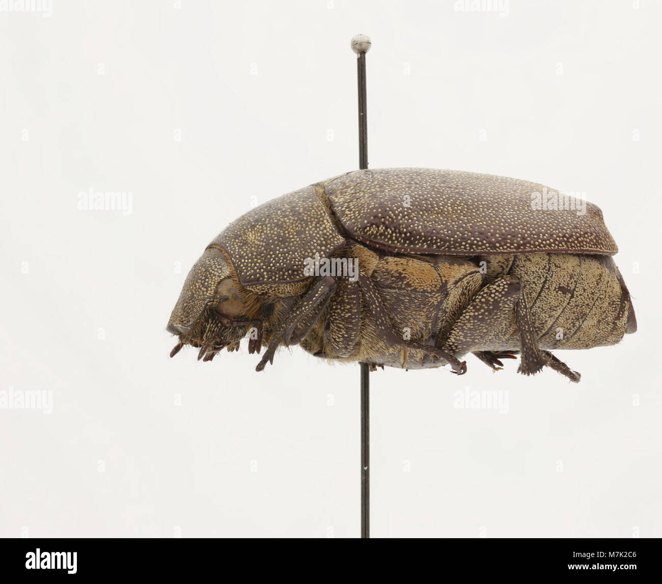 Leucopholis irrorata is a species of beetle identified in the Zoosphere ...
