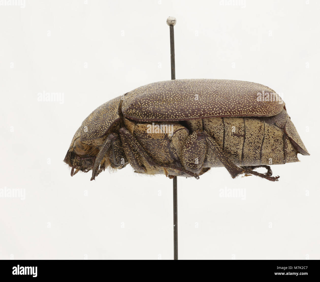 Leucopholis irrorata (Zoosphere 76 036 Stock Photo - Alamy