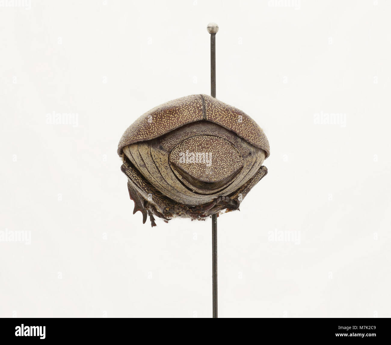 Leucopholis irrorata, a species of beetle in the family Scarabaeidae ...