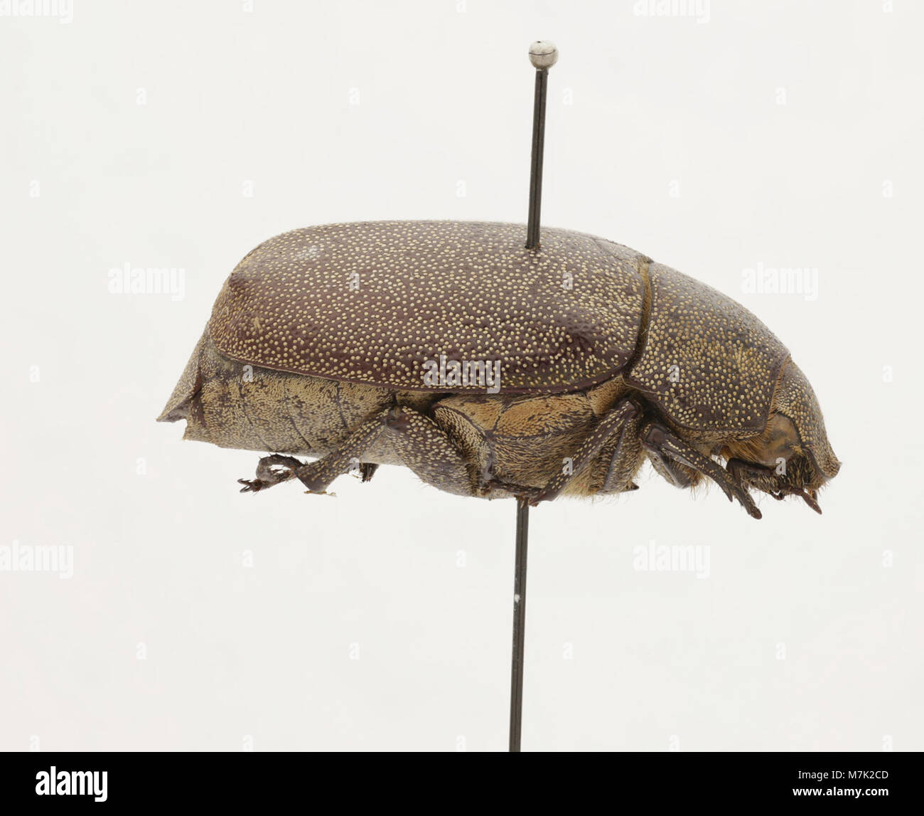 An image of the Leucopholis irrorata, a species within the Zoosphere ...