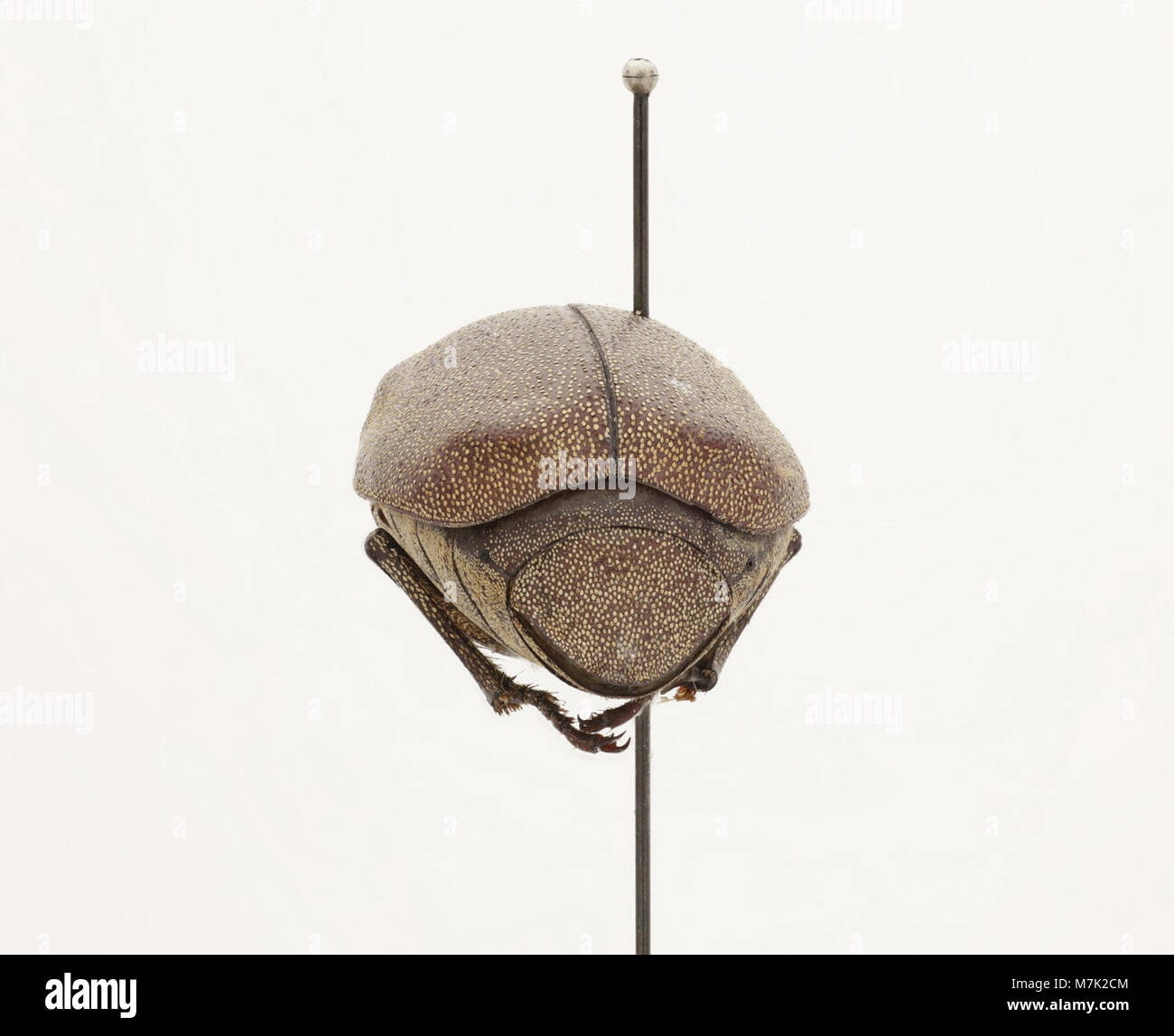 An image of Leucopholis irrorata, a species of beetle, showcasing its ...