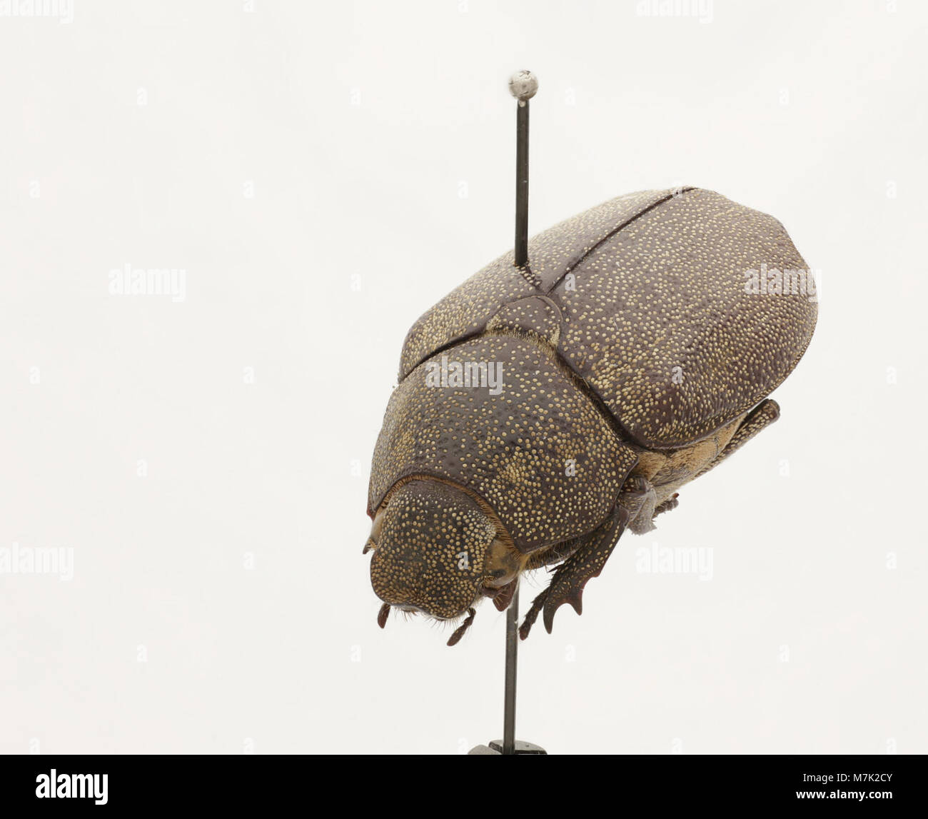 A detailed image of the Leucopholis irrorata, a species of beetle known ...