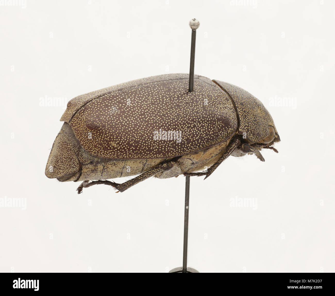 Leucopholis irrorata (Zoosphere 76 060 Stock Photo - Alamy