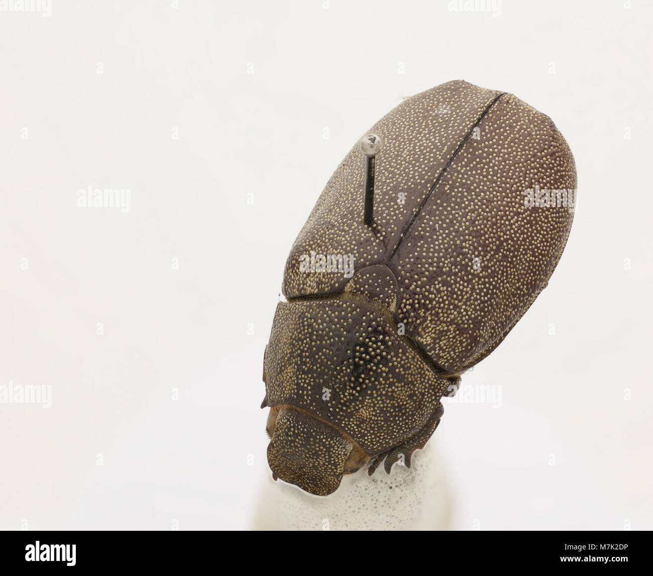 Leucopholis irrorata (Zoosphere 76 074 Stock Photo - Alamy