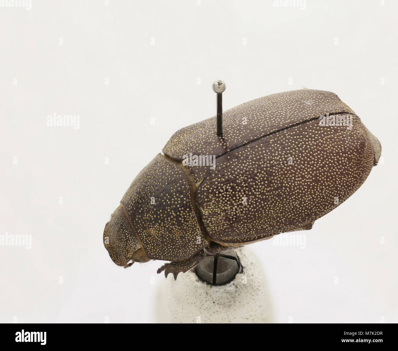 An image of Leucopholis irrorata, a species of beetle, used for ...