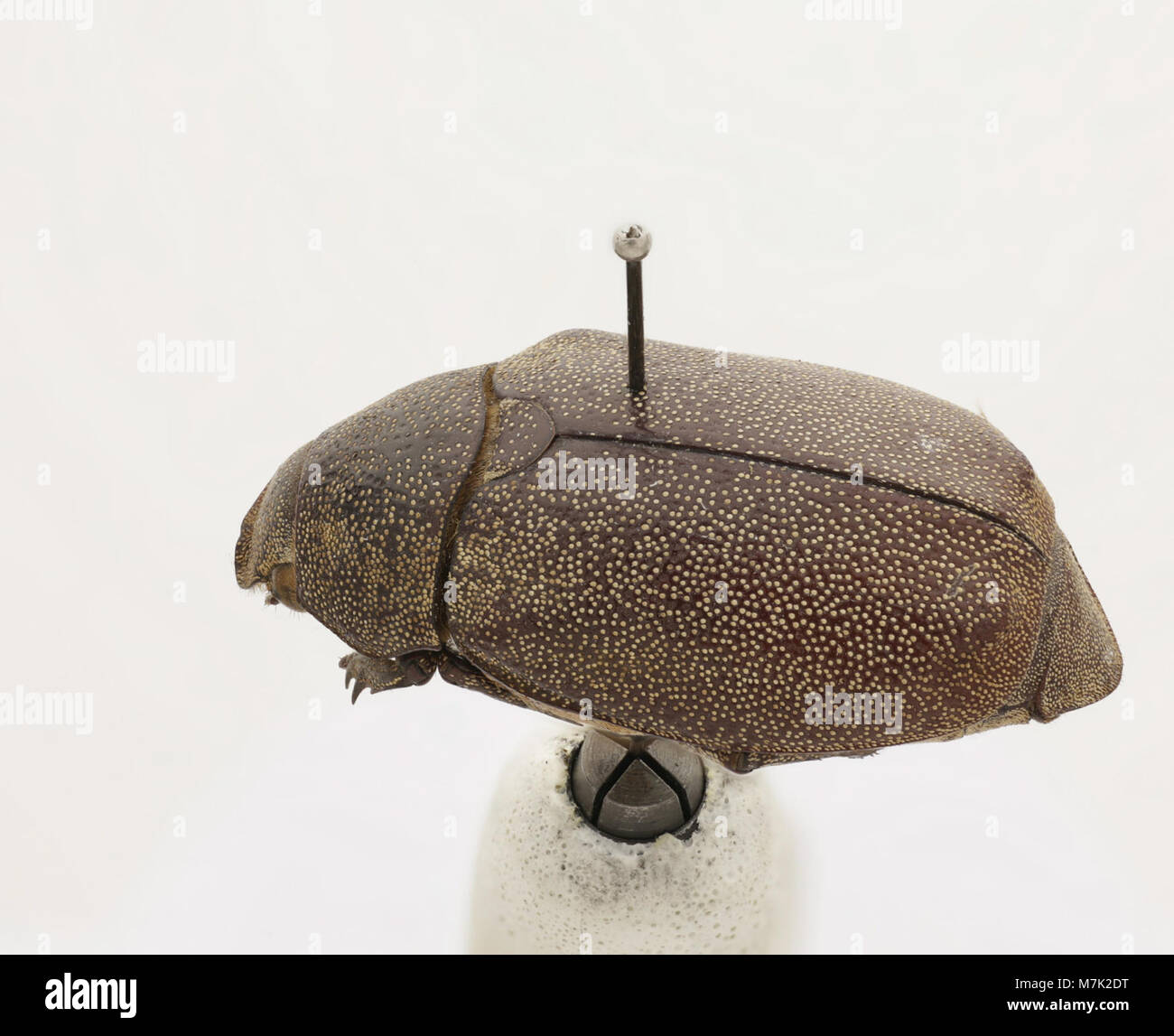 Leucopholis irrorata hi-res stock photography and images - Alamy