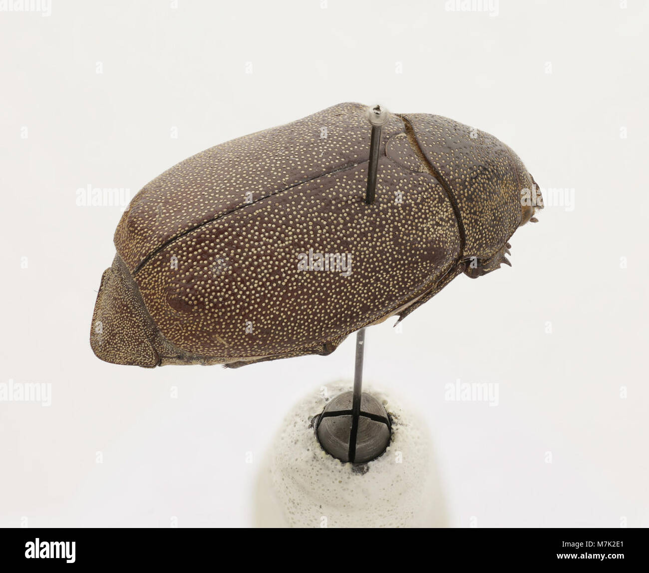 An image of Leucopholis irrorata, a species of beetle, showcasing its ...