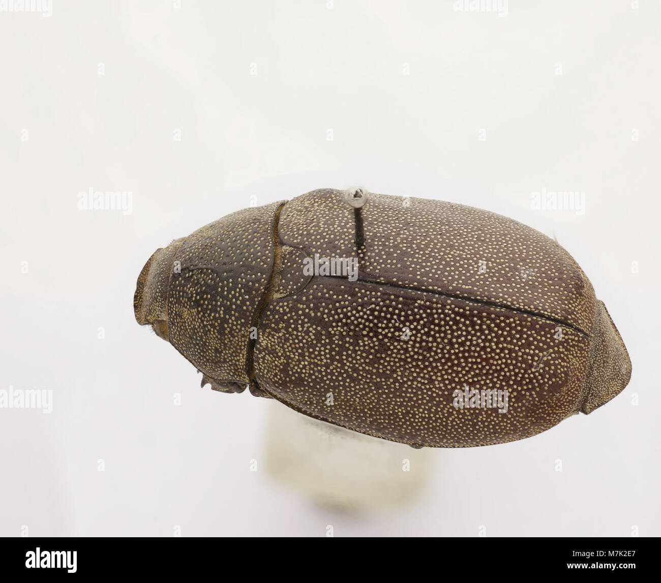 Leucopholis irrorata (Zoosphere 76 086 Stock Photo - Alamy