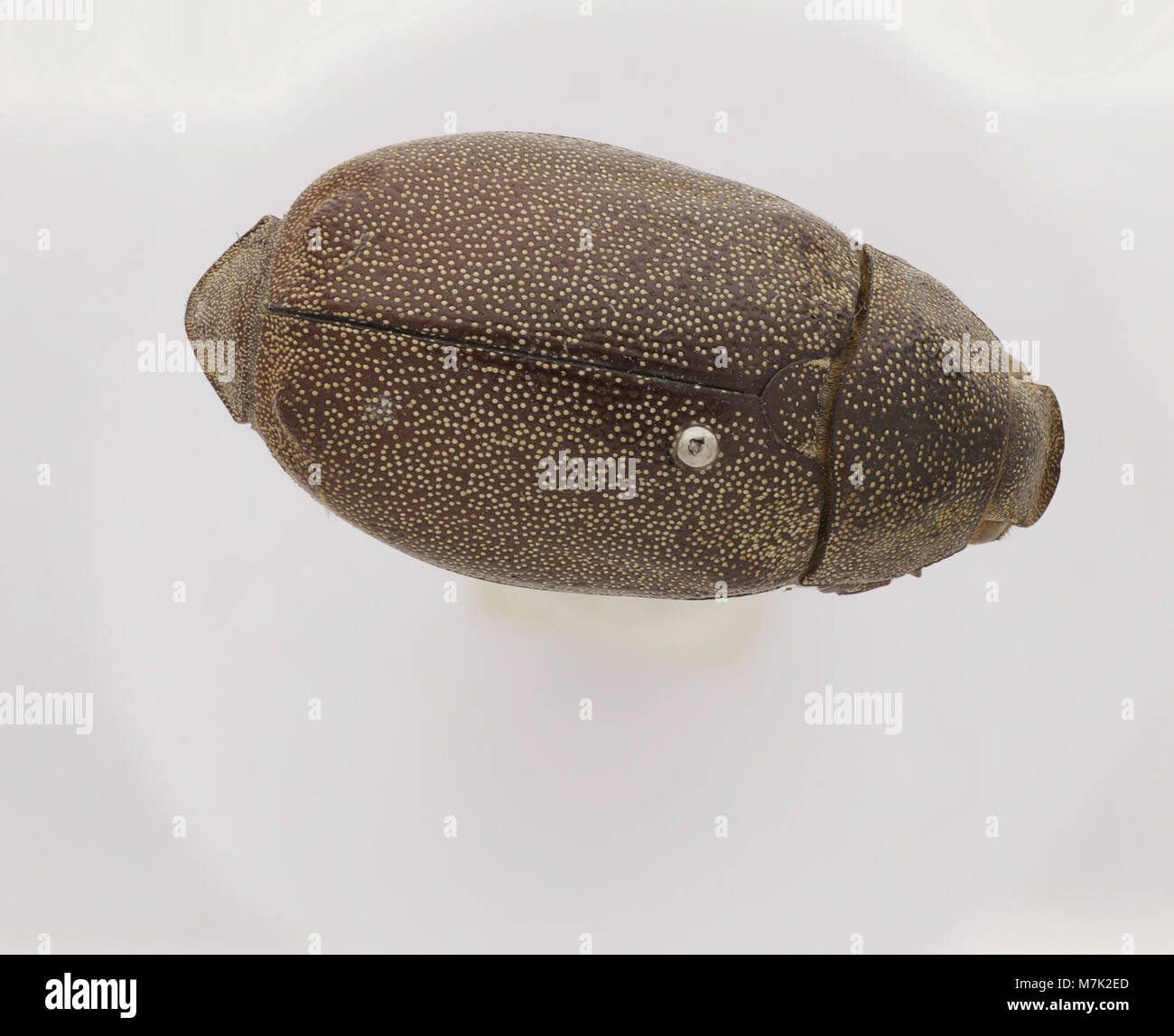 An image of Leucopholis irrorata, a species of beetle known for its ...