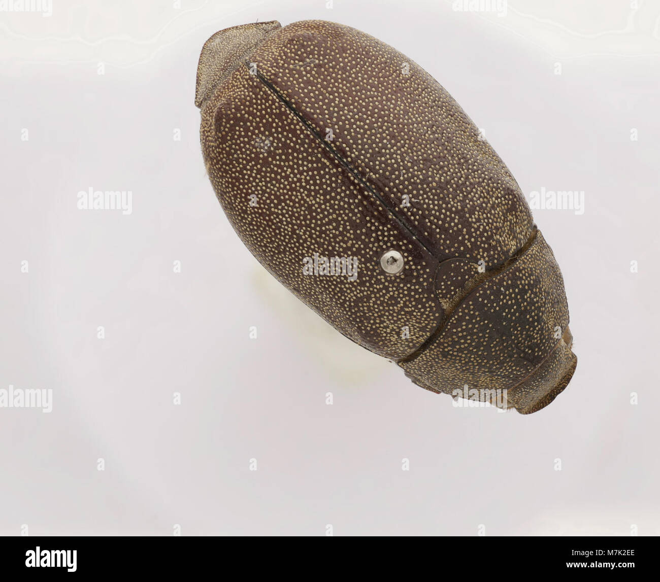Leucopholis irrorata, a species from the Zoosphere collection ...