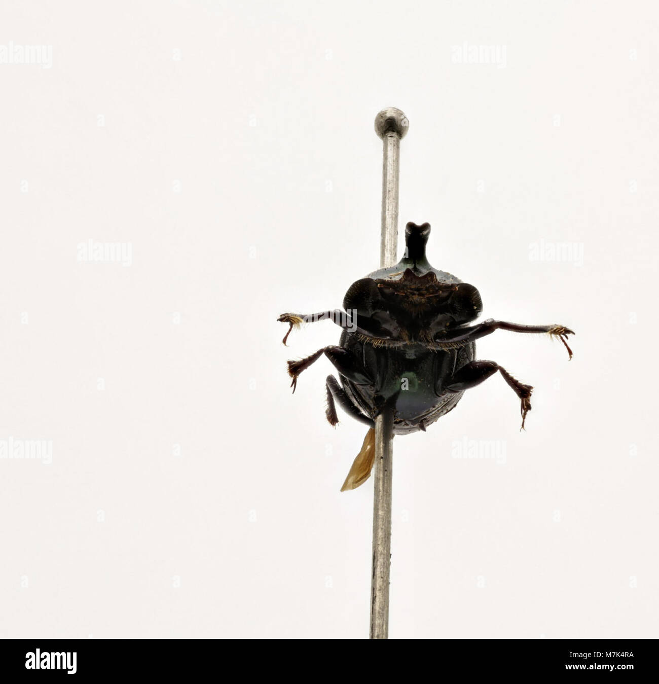 This image features Onthophagus elegans, a species of dung beetle ...