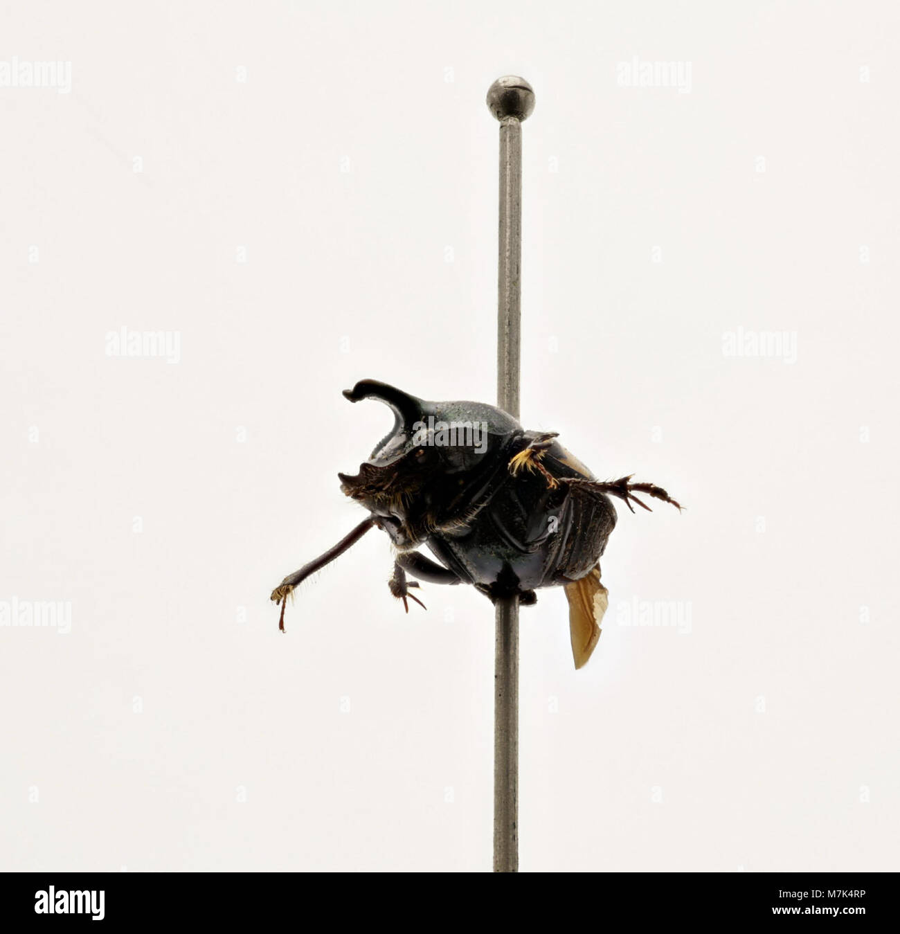 An image depicting Onthophagus elegans, a species of dung beetle. This ...