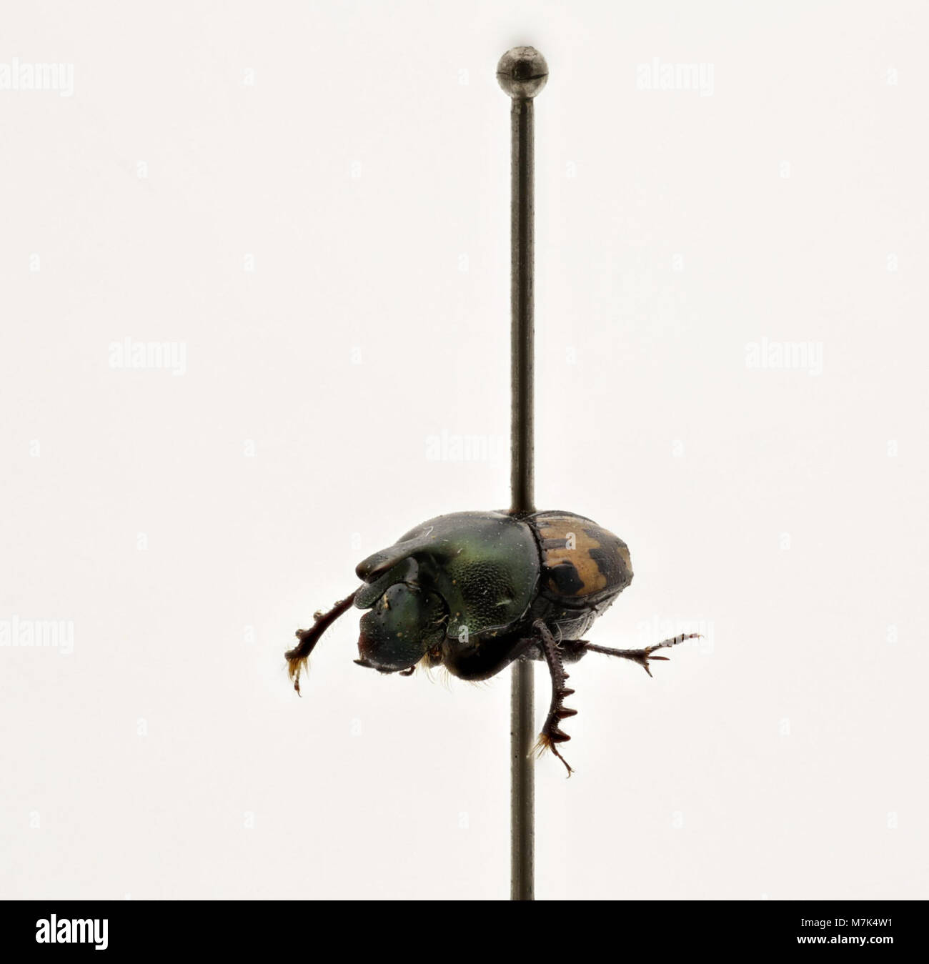 This image showcases Onthophagus elegans, a species of dung beetle, as ...