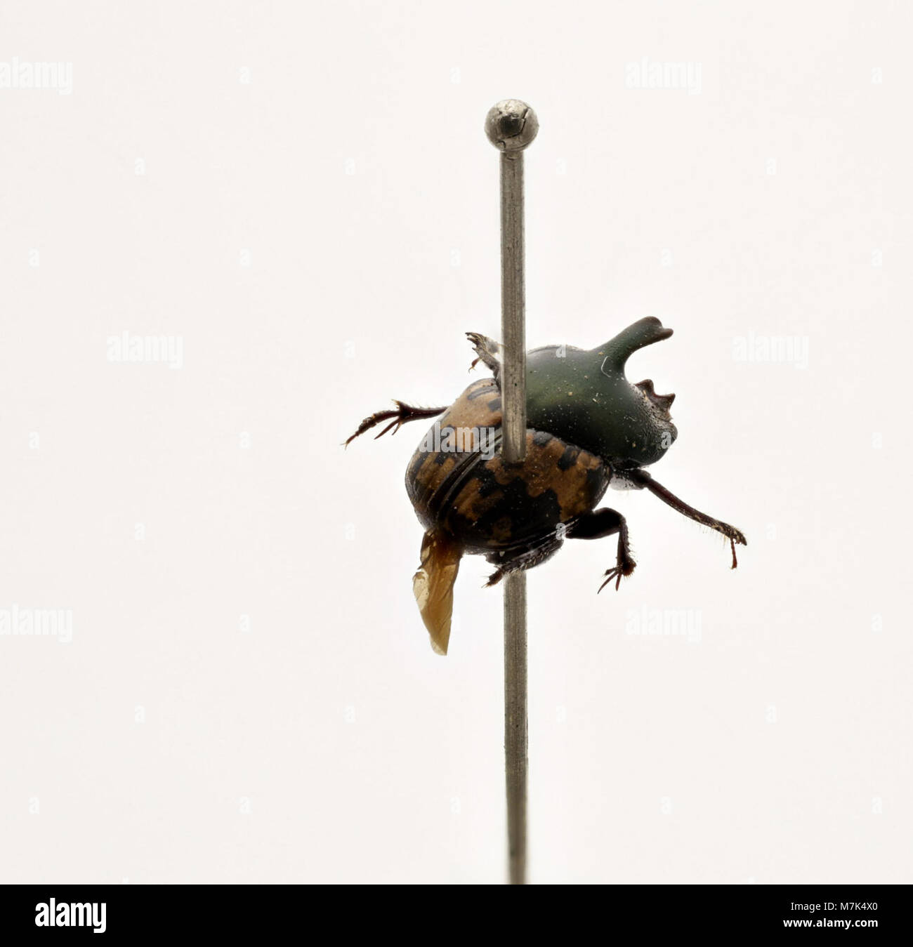 This image depicts the beetle species *Onthophagus elegans*, a member ...
