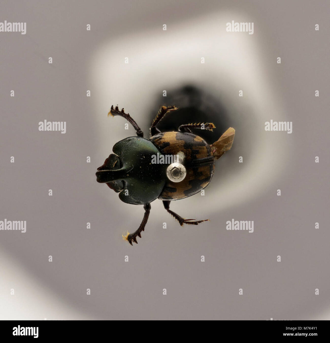 Onthophagus elegans is a species of dung beetle, known for its ...