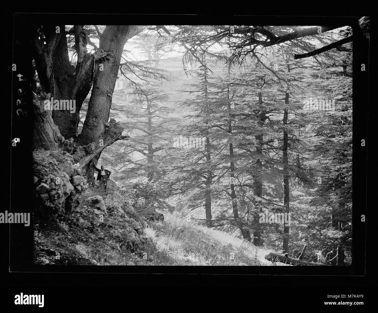 Cedar grove. Cedars of Lebanon. A glen of younger trees LOC matpc.15474 ...