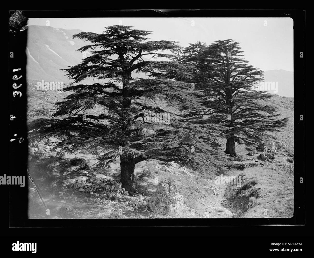 A photograph showcasing two towering Cedars of Lebanon in a cedar grove ...