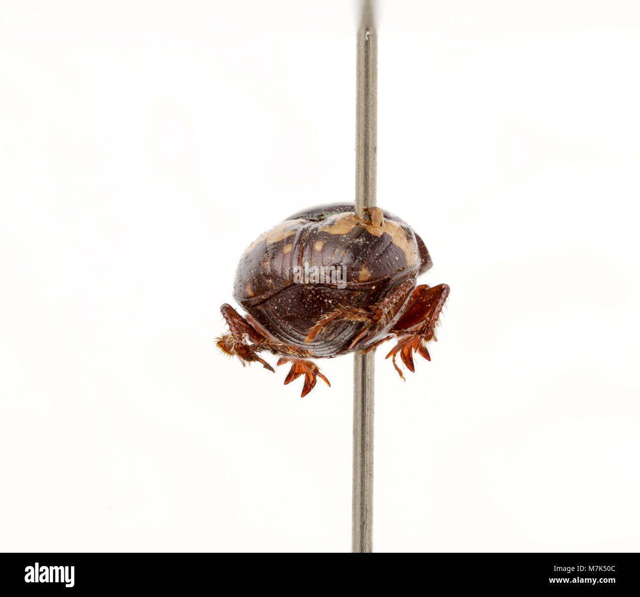 An illustration of Onthophagus elegans, a species of dung beetle known ...