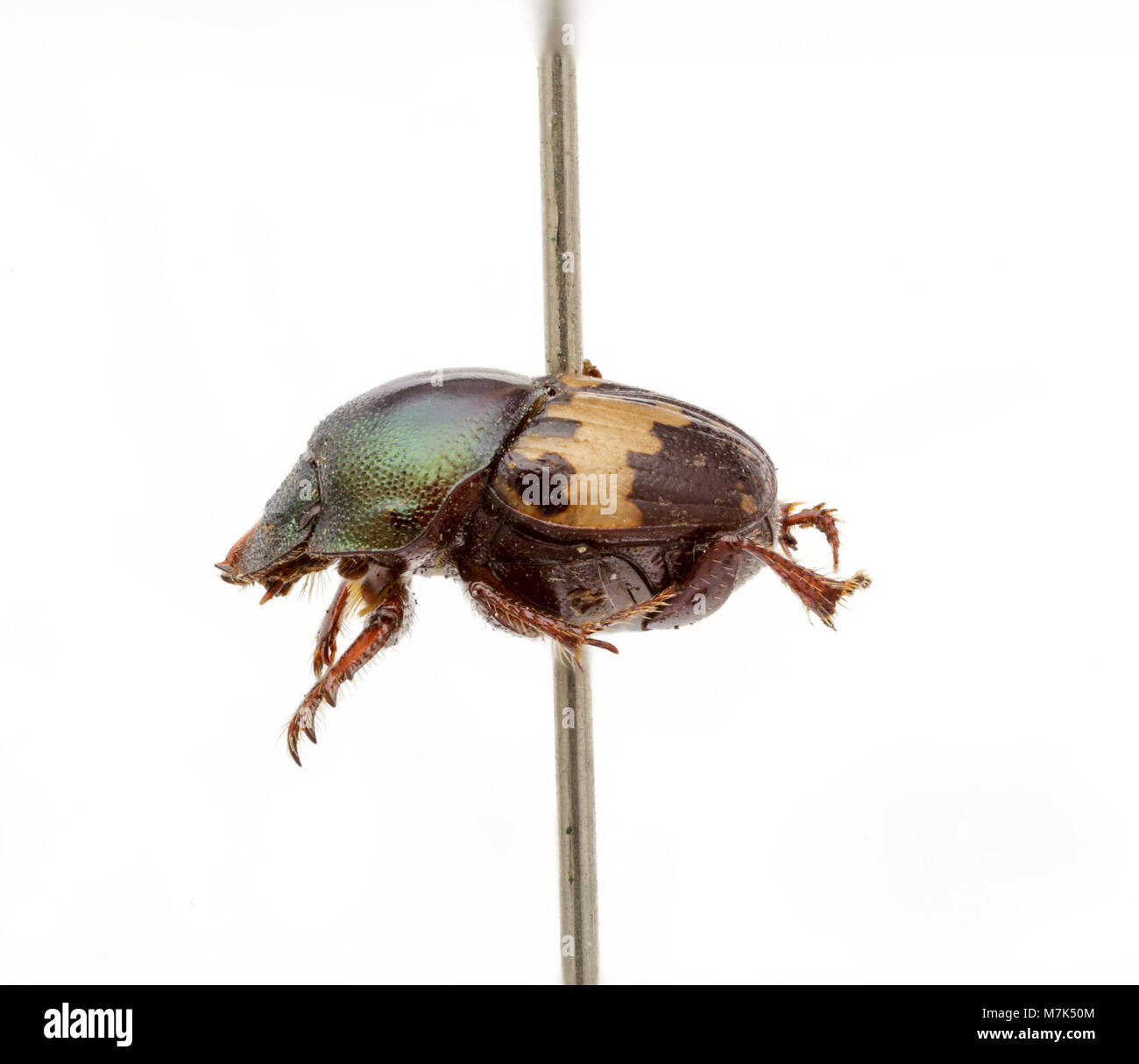 A close-up of Onthophagus elegans, a species of dung beetle. This ...