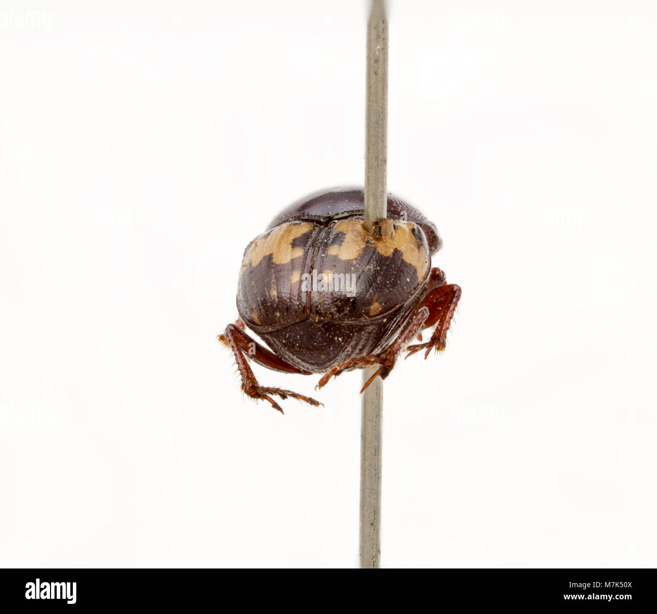 This image depicts Onthophagus elegans, a species of dung beetle. It is ...