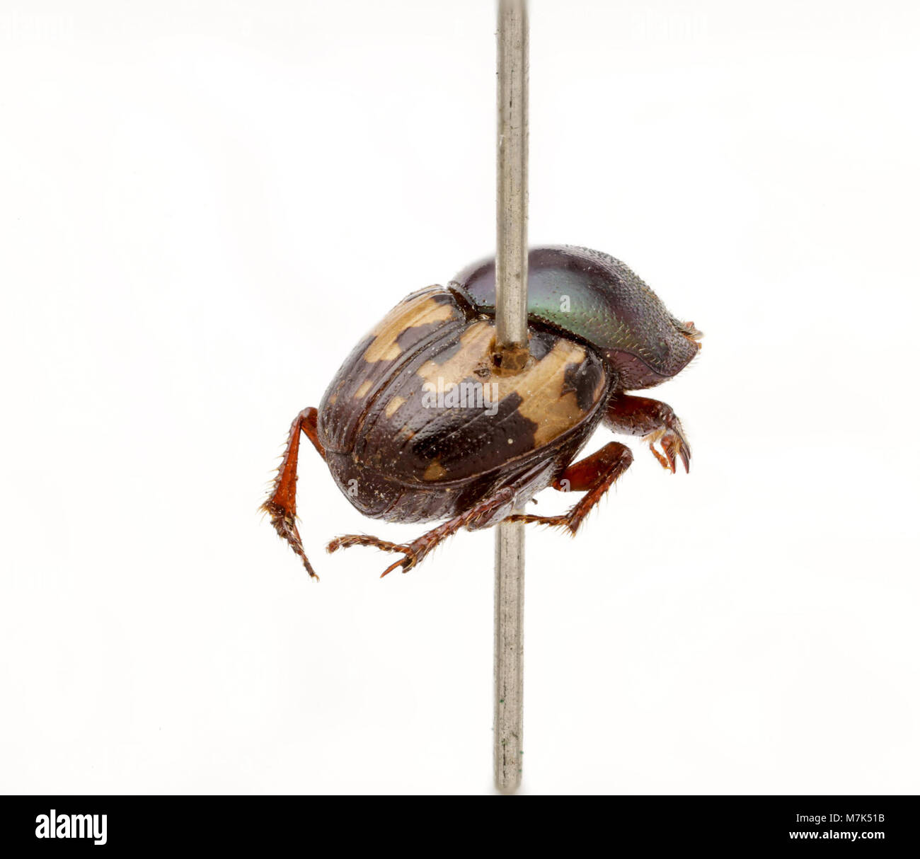 An image of Onthophagus elegans, a species of dung beetle. This beetle ...