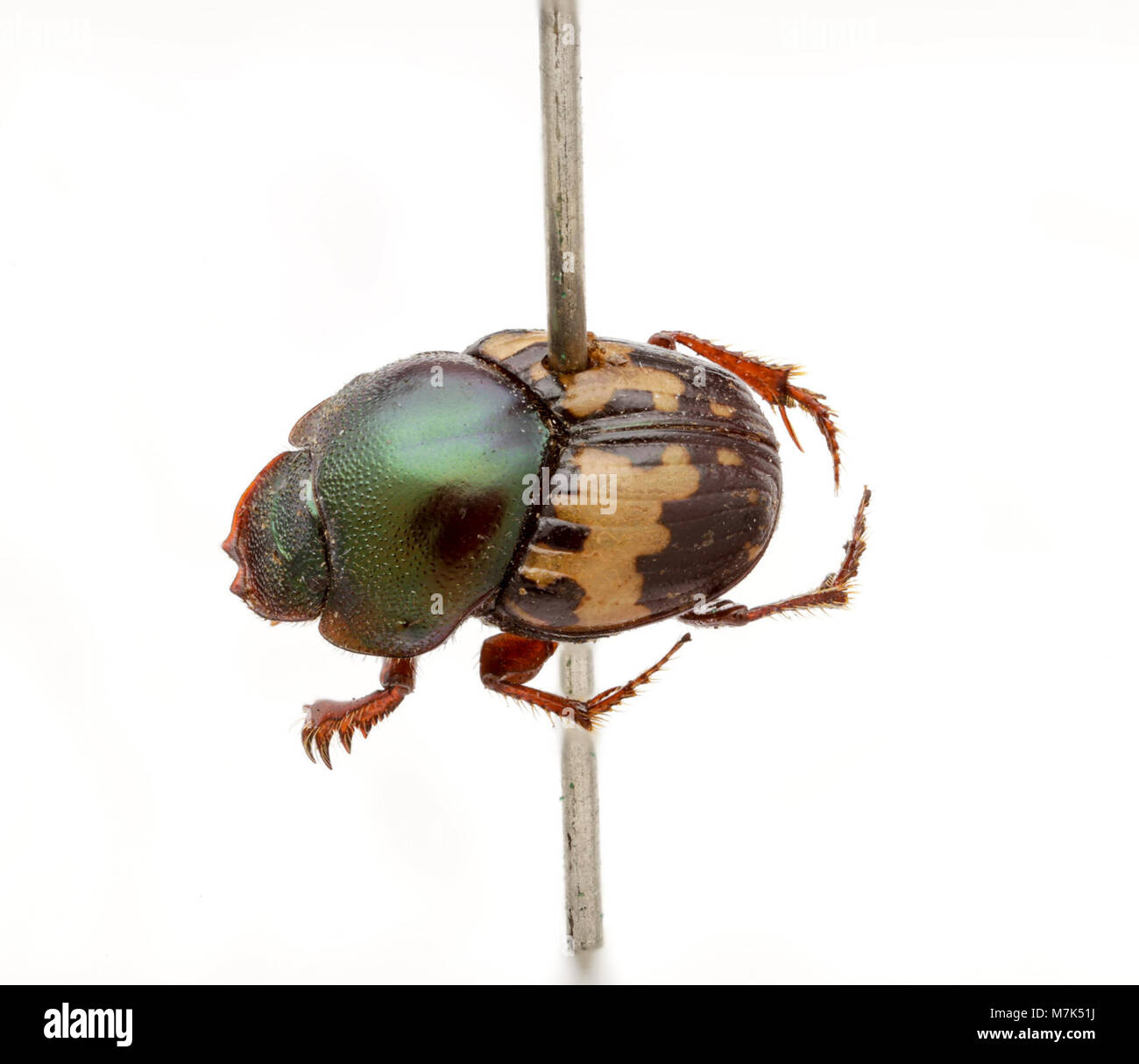 An image of Onthophagus elegans, a species of dung beetle known for its ...