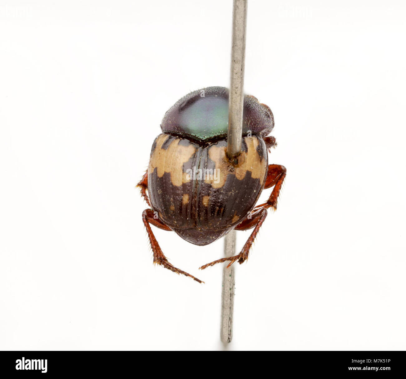 An image of Onthophagus elegans, a species of dung beetle. The ...