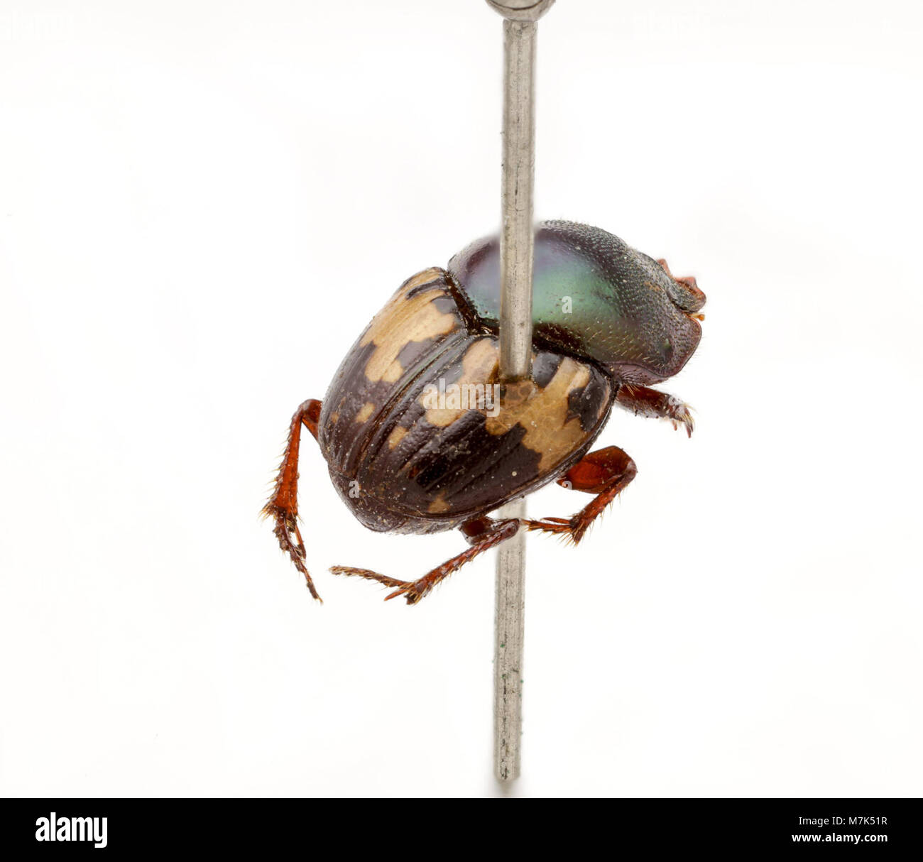 Onthophagus elegans is a species of dung beetle, known for its ...